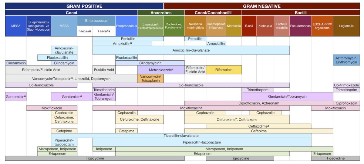 Antibiotics MOA - Dr. Paul Mirdamadi DDS