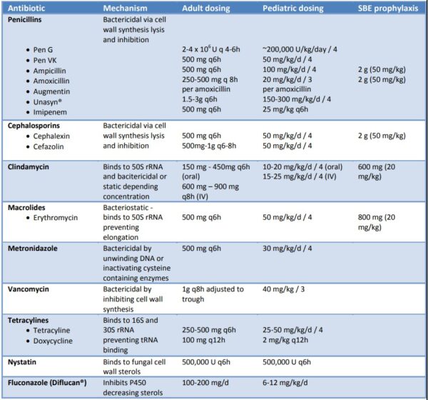 Antibiotics MOA - Dr. Paul Mirdamadi DDS