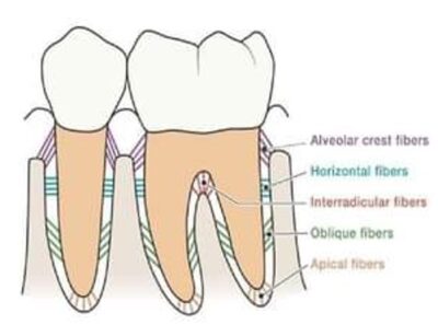 Periodontal Ligaments Around Teeth - Dr. Paul Mirdamadi DDS