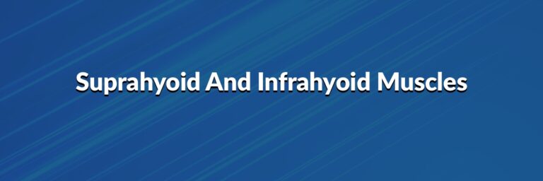 Suprahyoid and Infrahyoid Muscles - Dr. Paul Mirdamadi