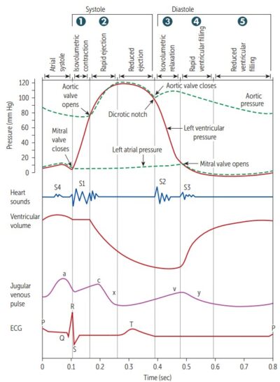 Cardiovascular System - Dr. Paul Mirdamadi DDS