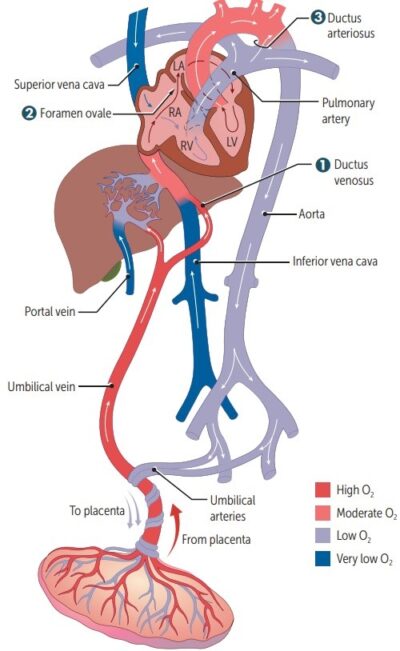 Cardiovascular System - Dr. Paul Mirdamadi DDS