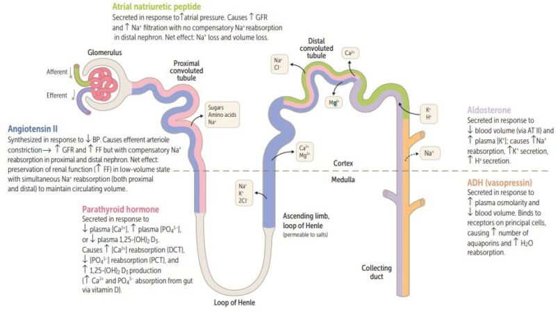 Renal System - Dr. Paul Mirdamadi DDS