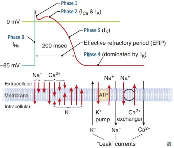 Cardiovascular System - Dr. Paul Mirdamadi DDS