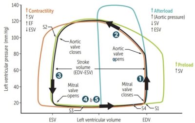 Cardiovascular System - Dr. Paul Mirdamadi DDS